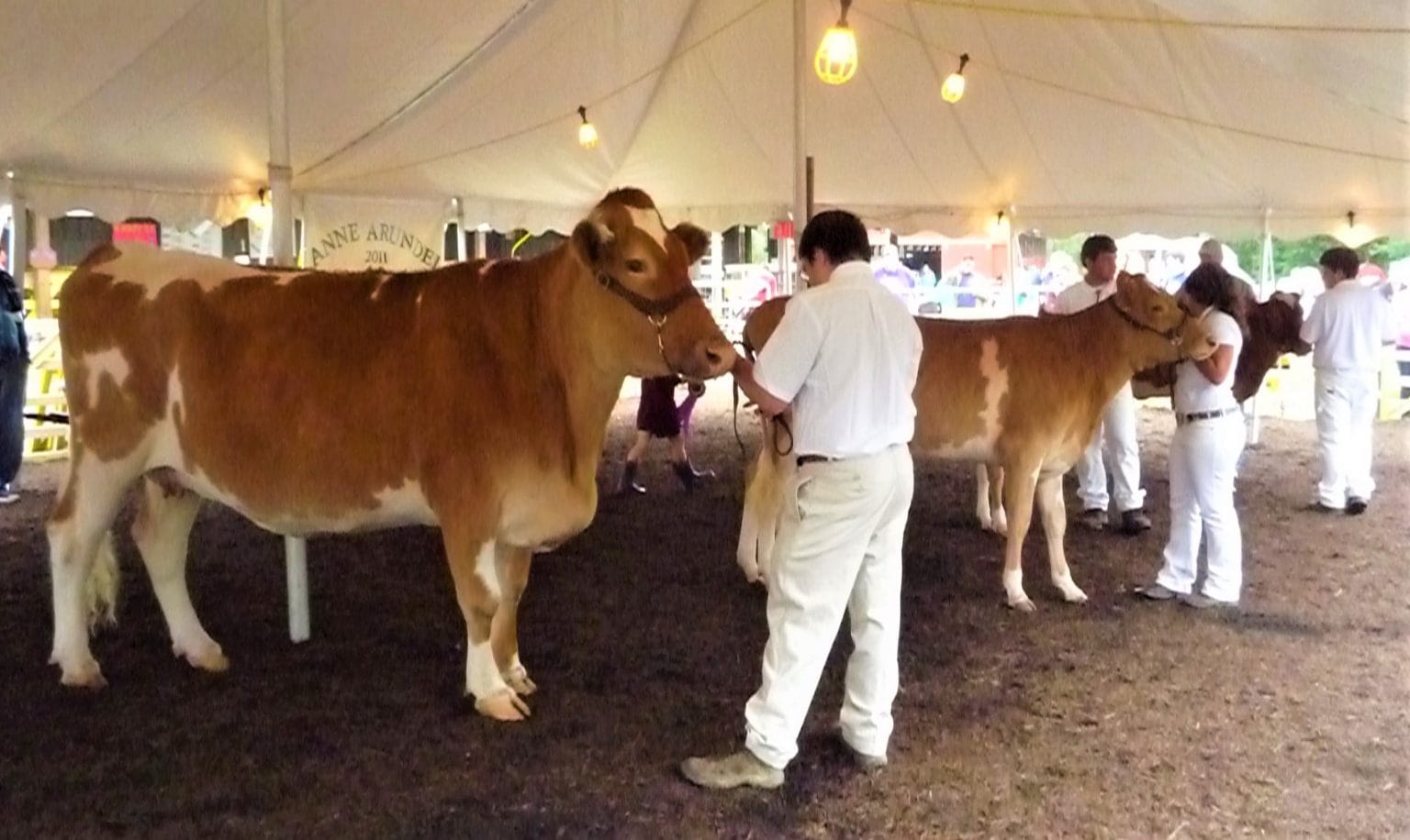 Anne Arundel County Fair | Fair Week